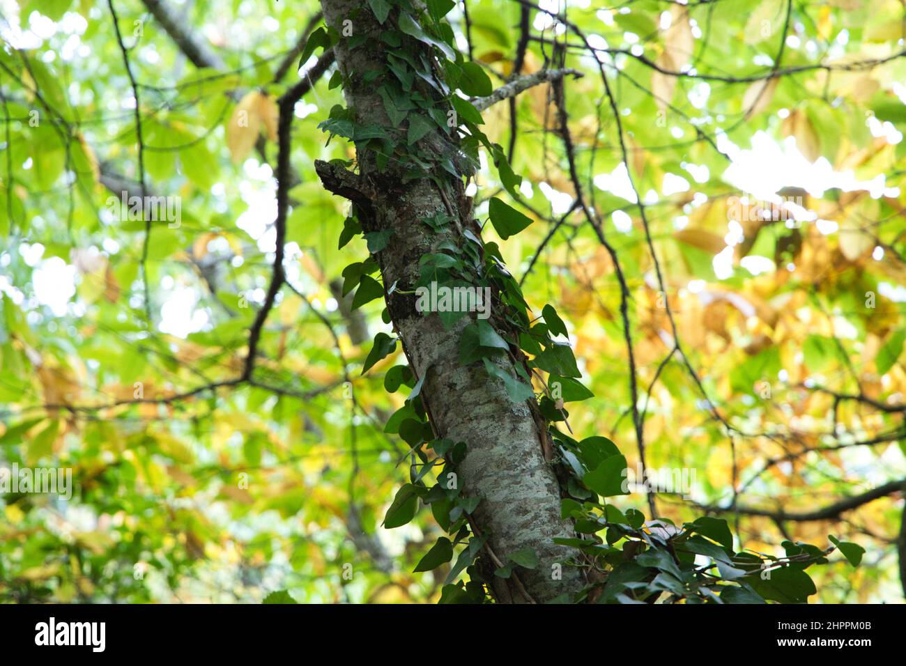 Tree trunk on which creepers or ivy plants climb in a forest Stock ...