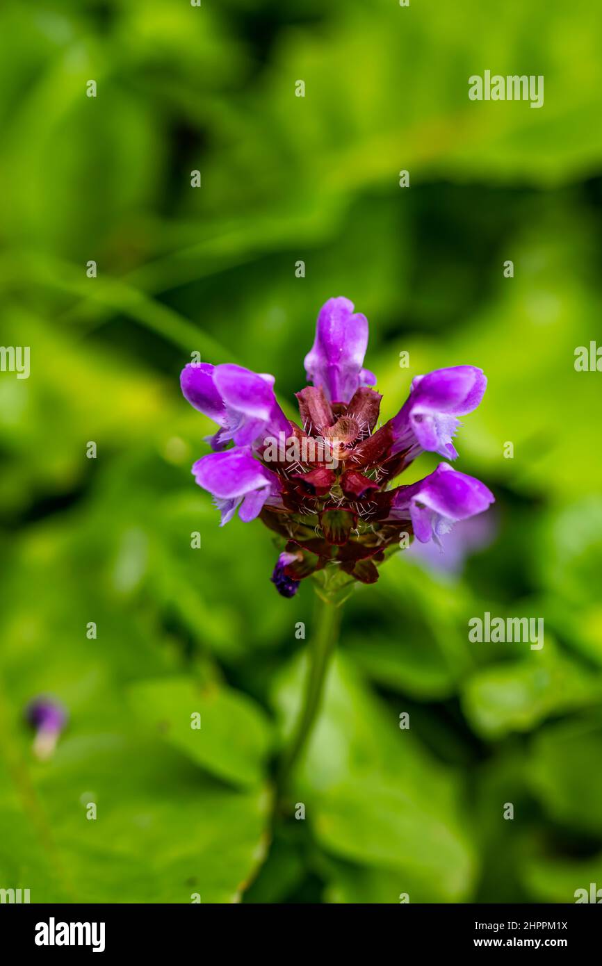 Viola vulgaris hi-res stock photography and images - Alamy