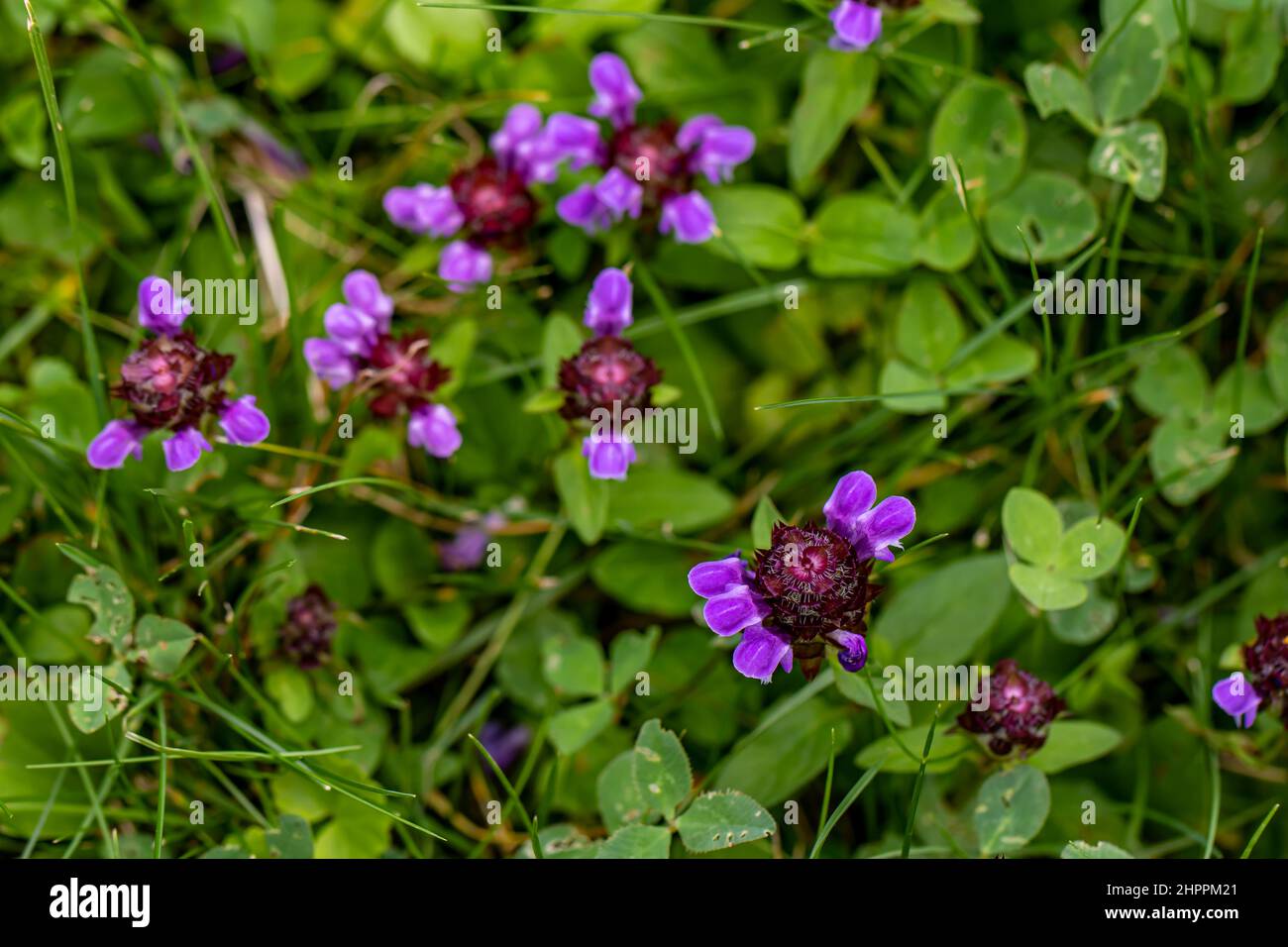 Prunella vulgaris flower growing in meadow, close up Stock Photo - Alamy