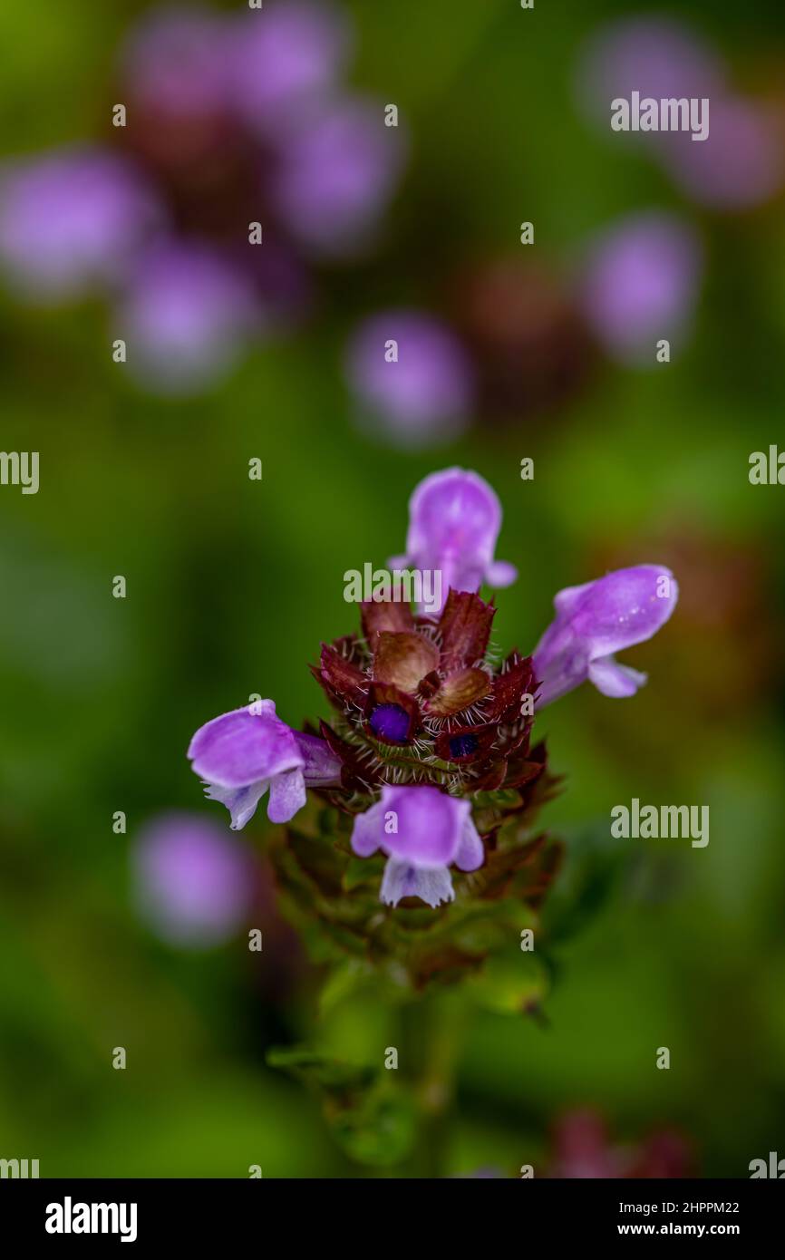Prunella vulgaris flower in meadow, close up shoot Stock Photo - Alamy
