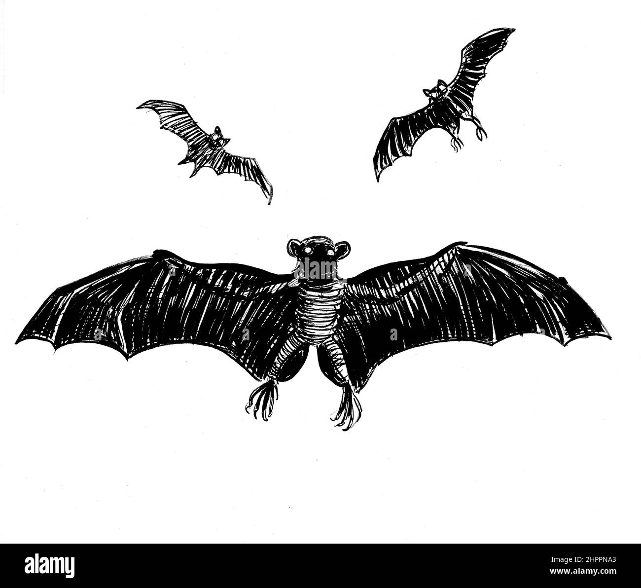 Flying bats Black and White Stock Photos & Images - Alamy