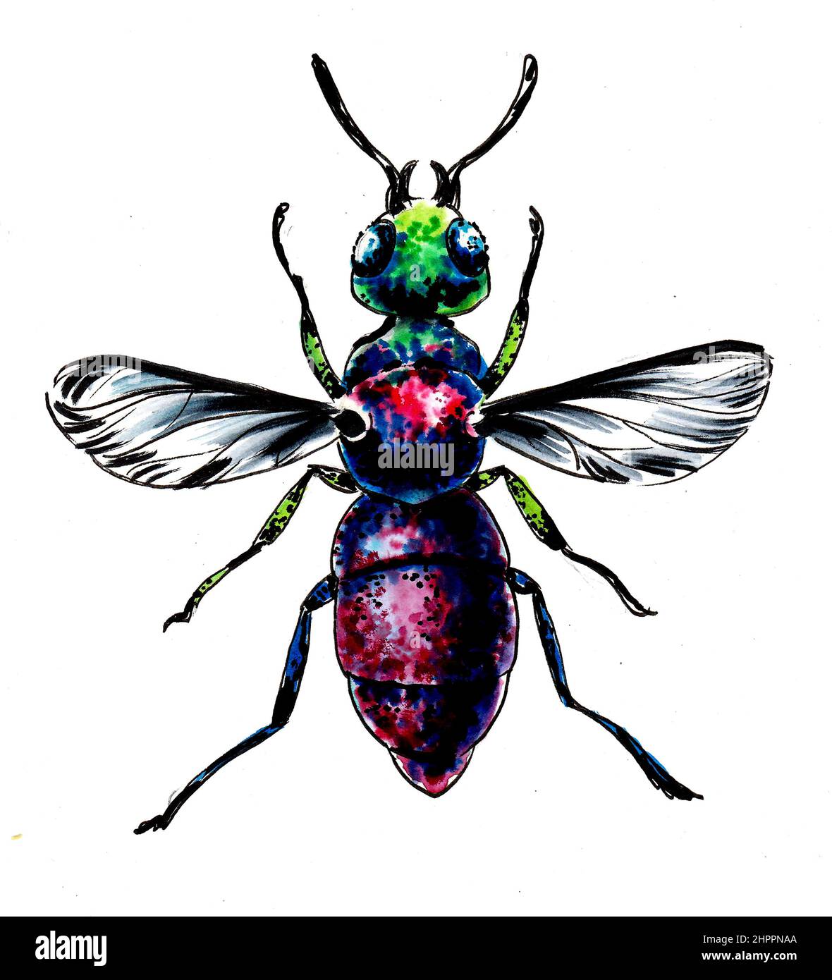 Colourful beetle. Ink and watercolour drawing Stock Photo - Alamy