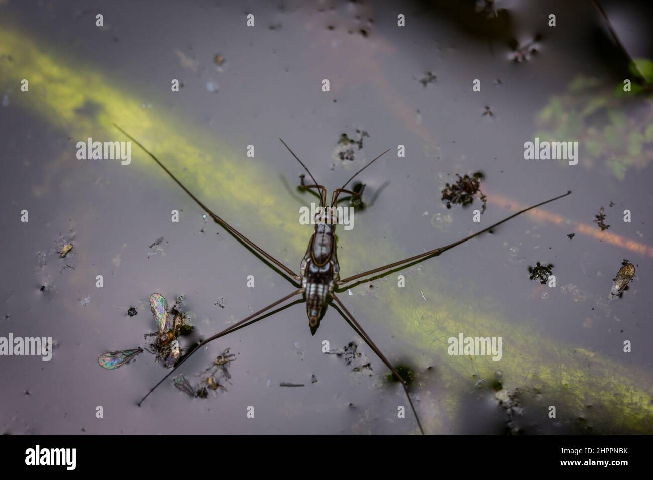 Water strider isolated hi-res stock photography and images - Alamy