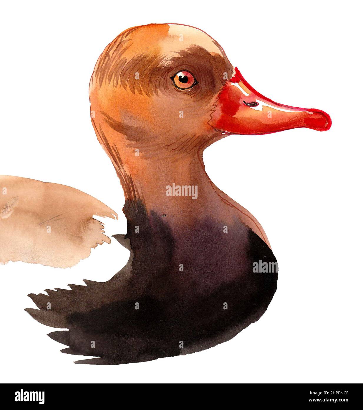Duck head clipart hi-res stock photography and images - Alamy