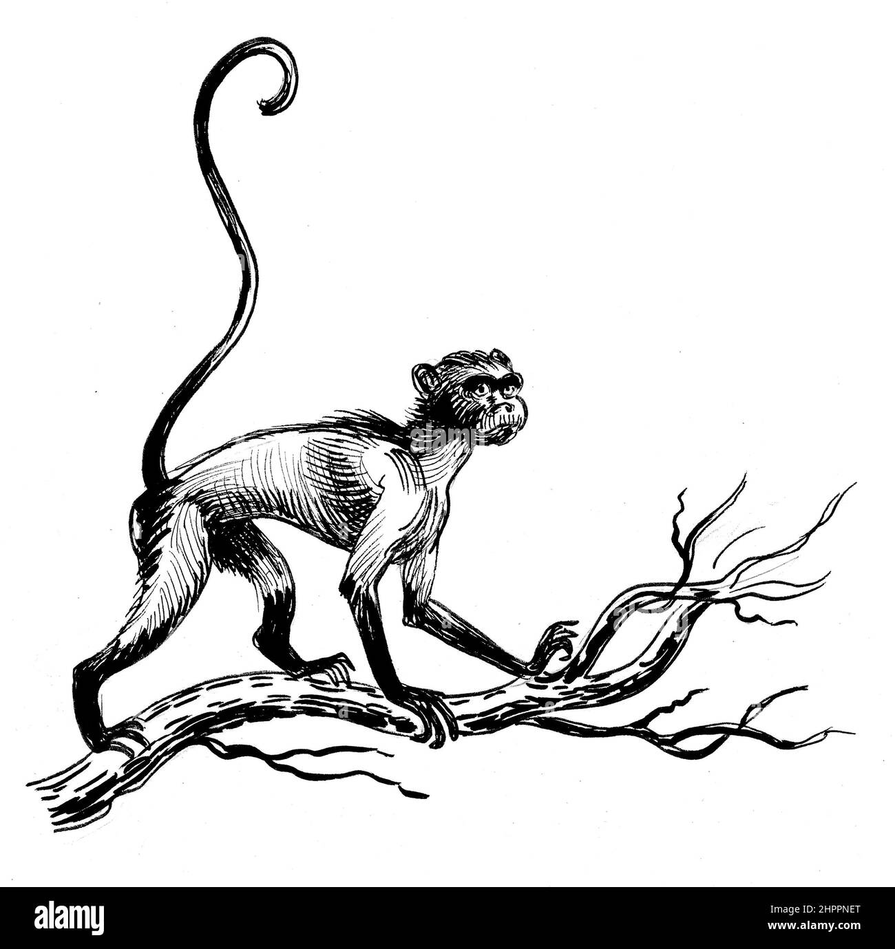Monkey on the tree branch. Ink black and white drawing Stock Photo - Alamy