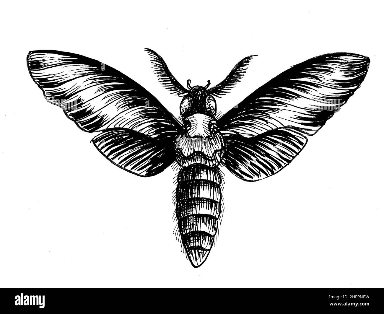 Night moth insect. Ink black and white drawing Stock Photo - Alamy