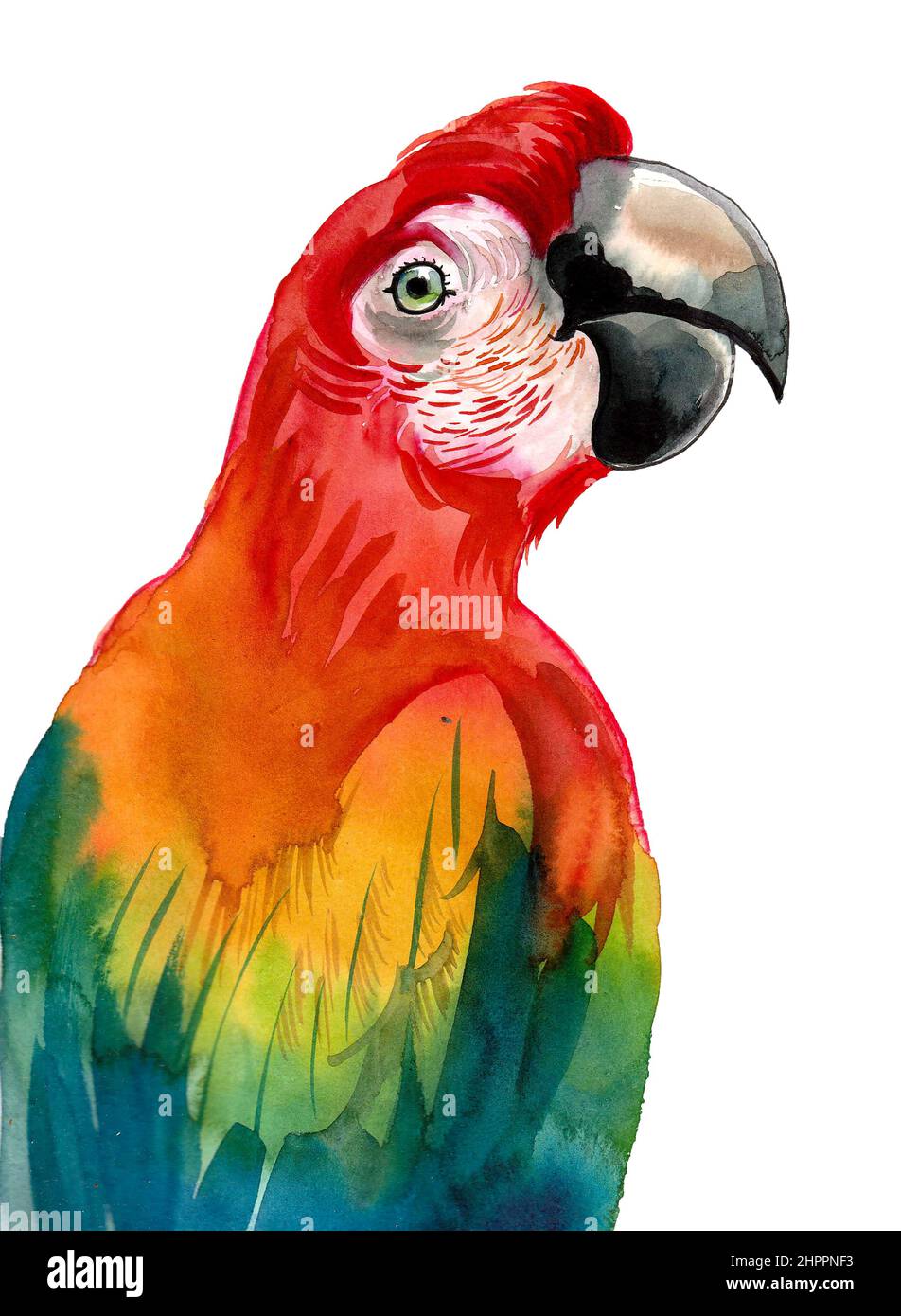 Colourful parrot bird. Ink and watercolour drawing Stock Photo - Alamy