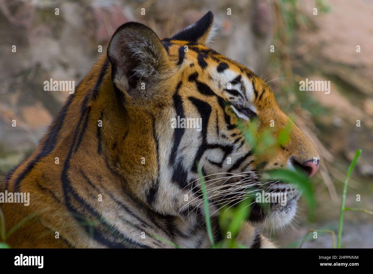 Side view of Head and face Royal Bengal tiger,Nature Stock Photo - Alamy