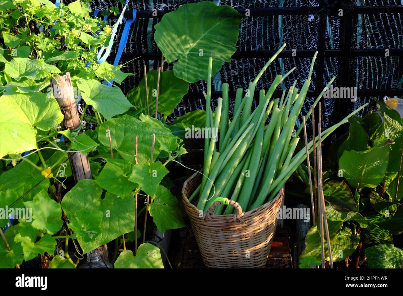 Basket of Colocasia gigantea just harvest from city rooftop garden at ...