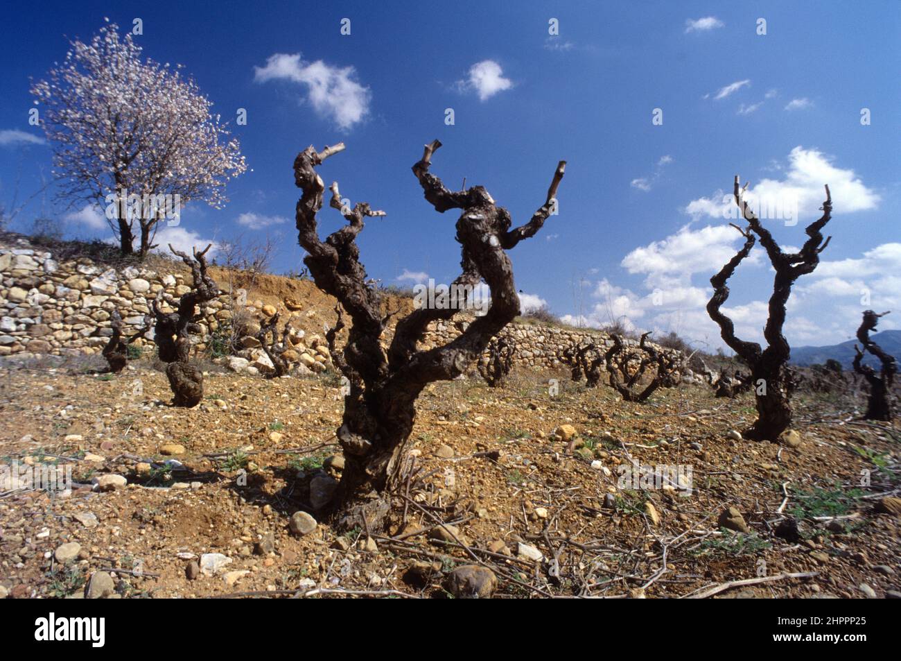 Corbieres appelation hi-res stock photography and images - Alamy