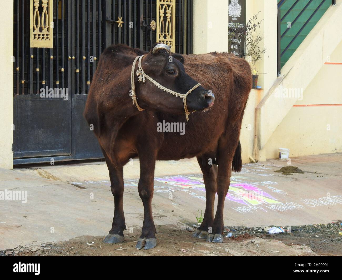Indian sacred cow standing in hi-res stock photography and images - Alamy