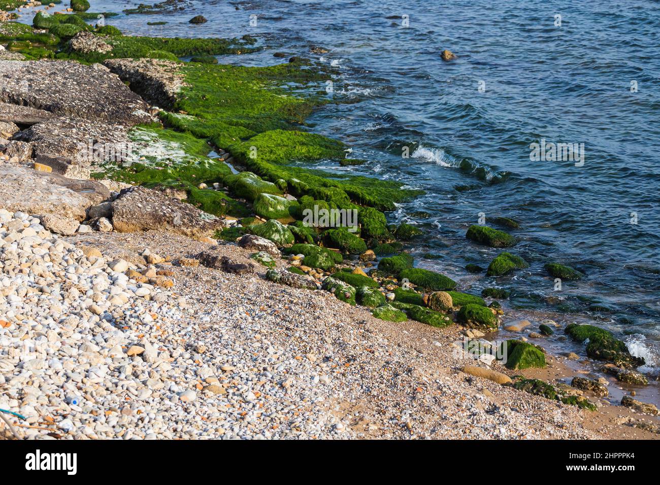Huge growth of algae hi-res stock photography and images - Alamy