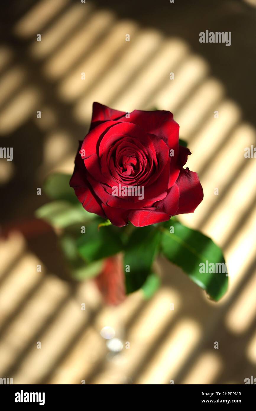 A close up overhead macro view of a red rose Stock Photo - Alamy
