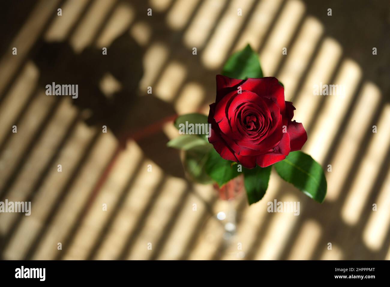 A close up overhead macro view of a red rose Stock Photo - Alamy