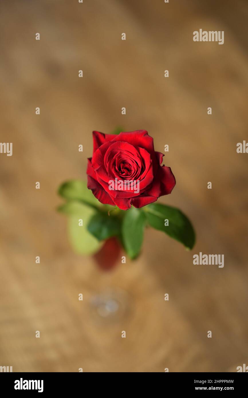 A close up overhead macro view of a red rose Stock Photo - Alamy