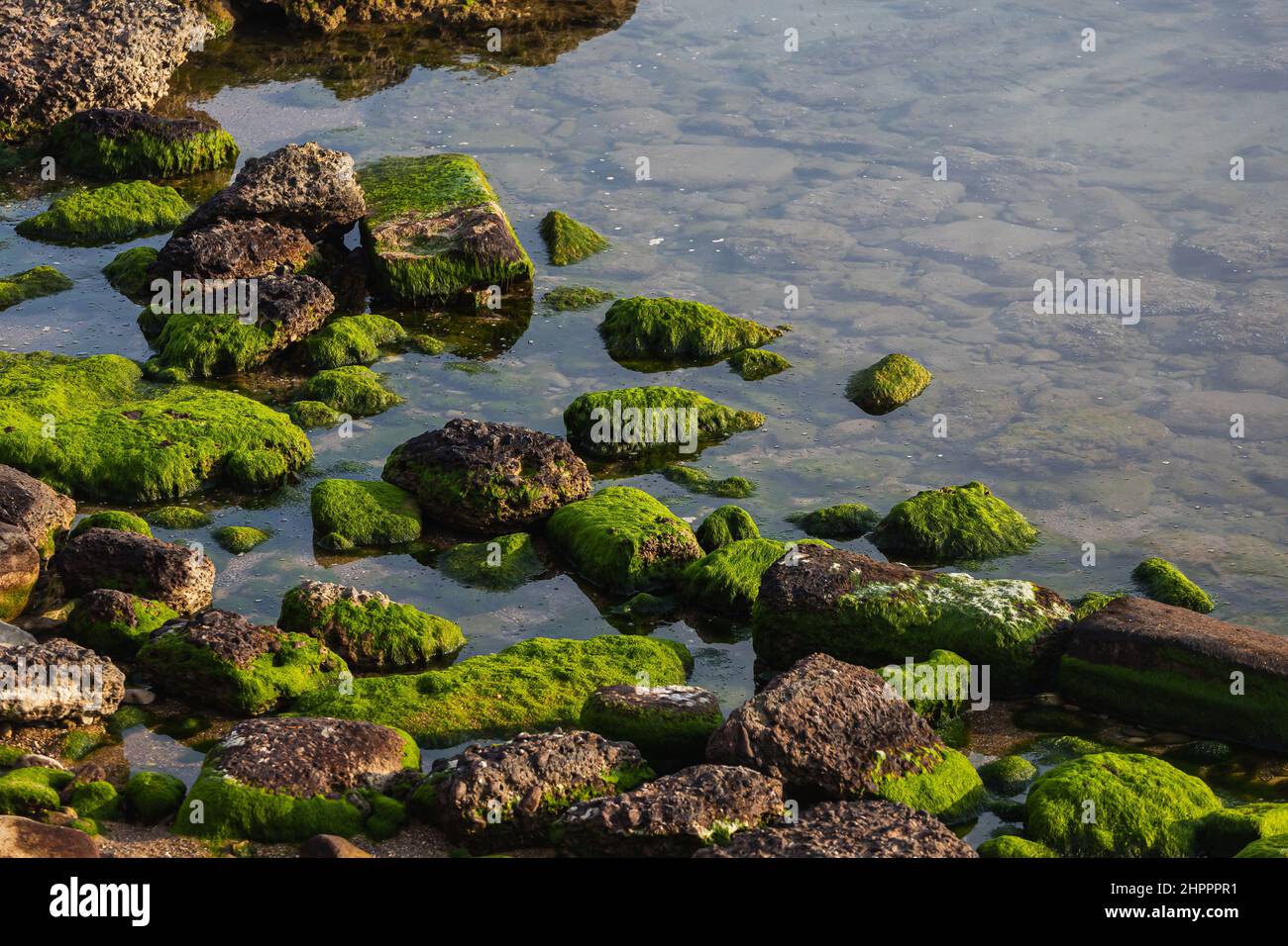 Huge growth of algae hi-res stock photography and images - Alamy