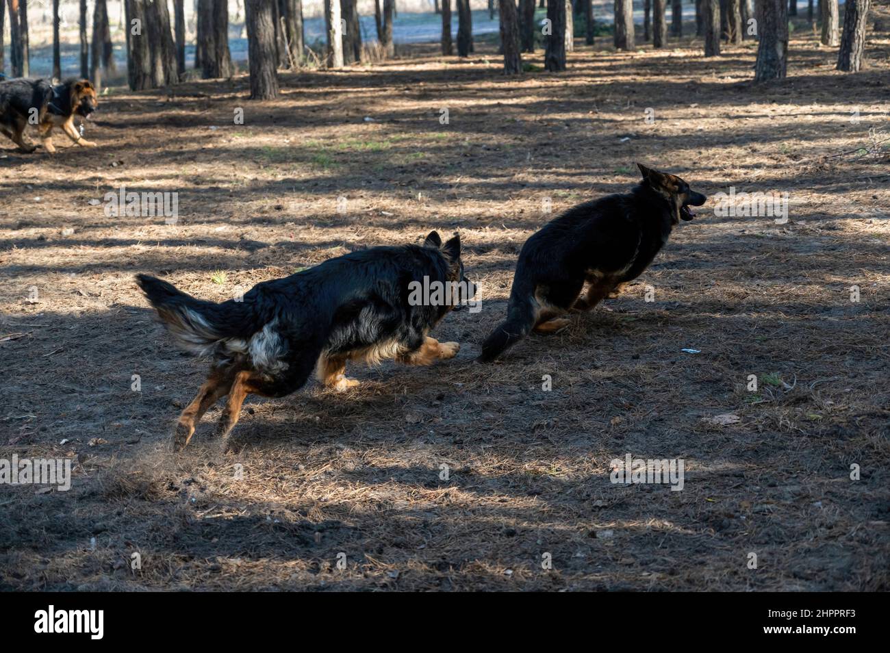 Two young dogs frolic in a pine forest. A male and a female German ...