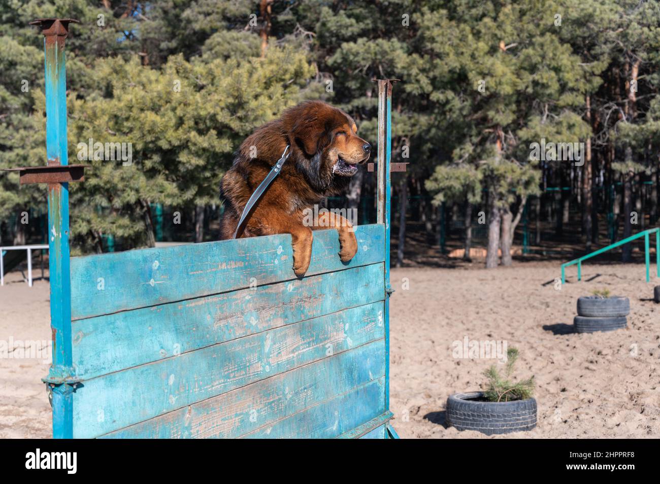 The big red dog breaks the barrier. Tibetan Mastiff jumping over a ...