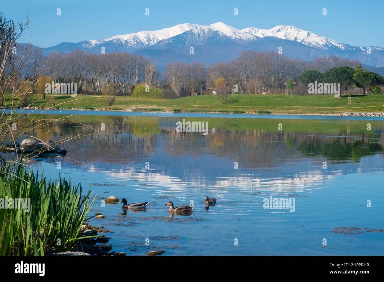 Reflexion animaux hi-res stock photography and images - Alamy