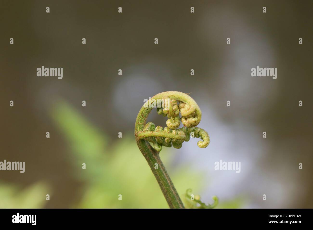 Fiddlehead fern isolated on a nature background are commonly seen on ...