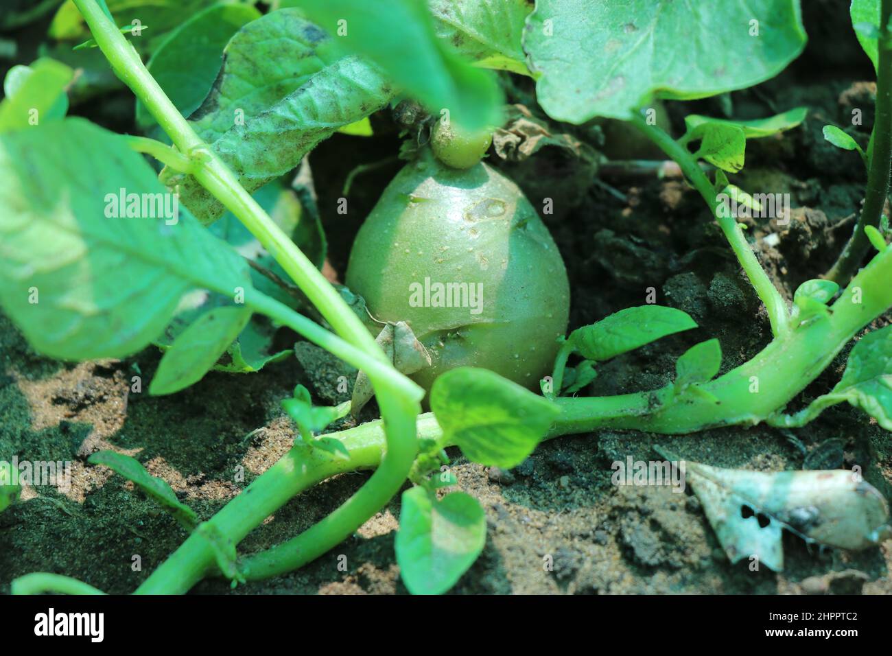 Potatoes growing emerging from soil that is green in color, Organic ...