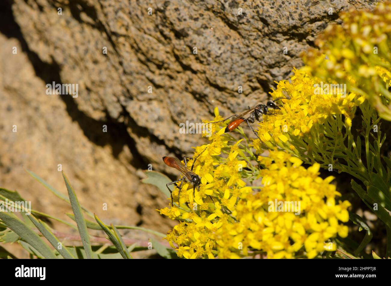 Wasps Podalonia tydei on flowers of Senecio palmensis. Garafia. La ...