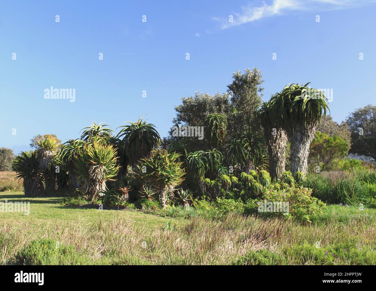 Indigenous plants south africa hi-res stock photography and images - Alamy