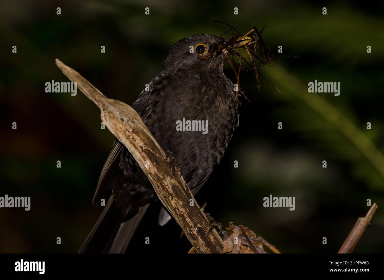 Female common blackbird Turdus merula cabrerae with nesting material ...
