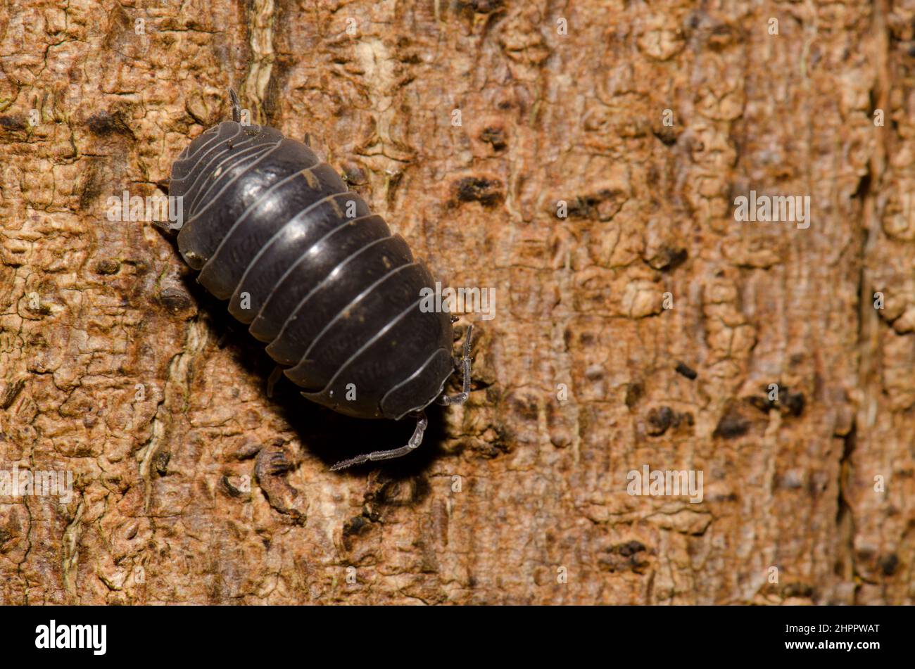 Are Pill Bugs Bad For Dogs