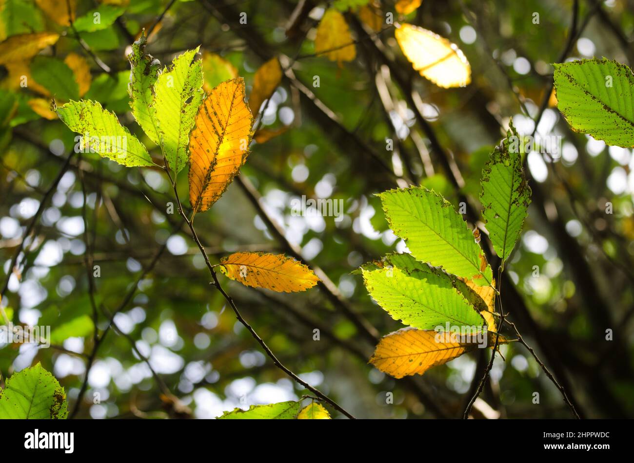 Branches and leaves of sweet chestnut Castanea sativa. Cubo de La Galga ...