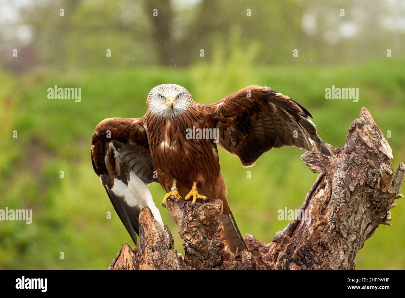 A detailed portrait of Red kite, bird of prey. land with outspread ...