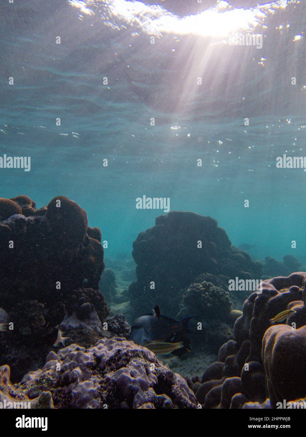 Beautiful view of the underworld of the ocean Stock Photo - Alamy