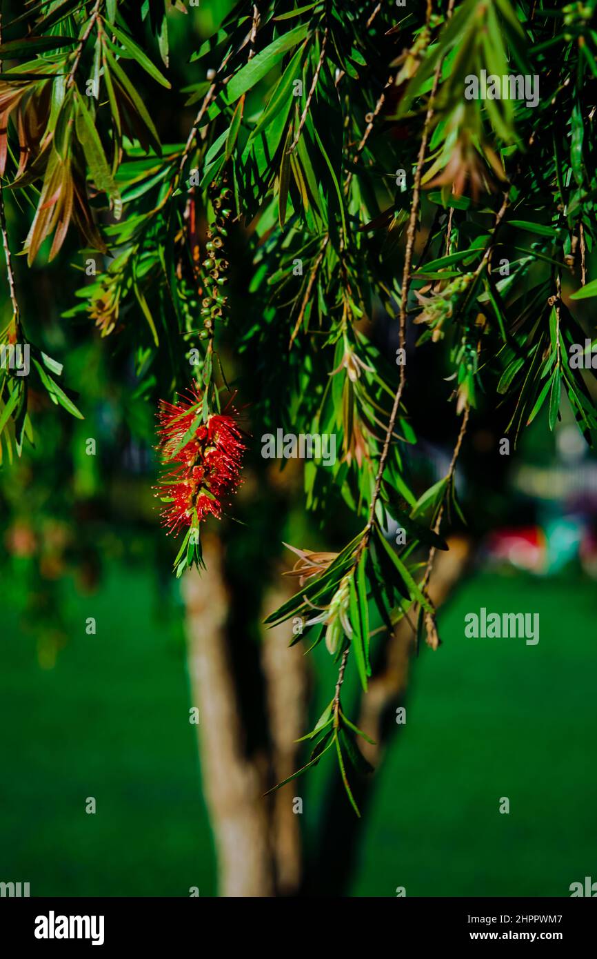 Callistemons callistemon hi-res stock photography and images - Alamy