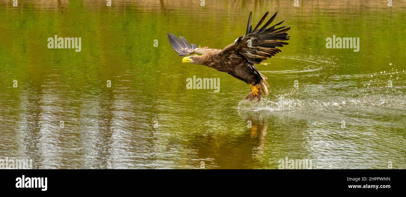 Eagle grabbing catching hi-res stock photography and images - Alamy