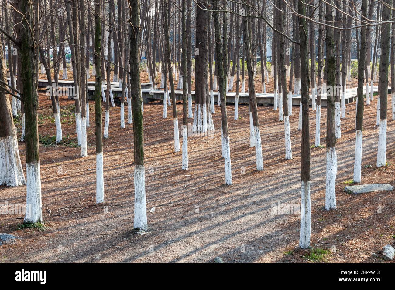 Alignment of whitewashed trunk trees on the edge of the village of ...