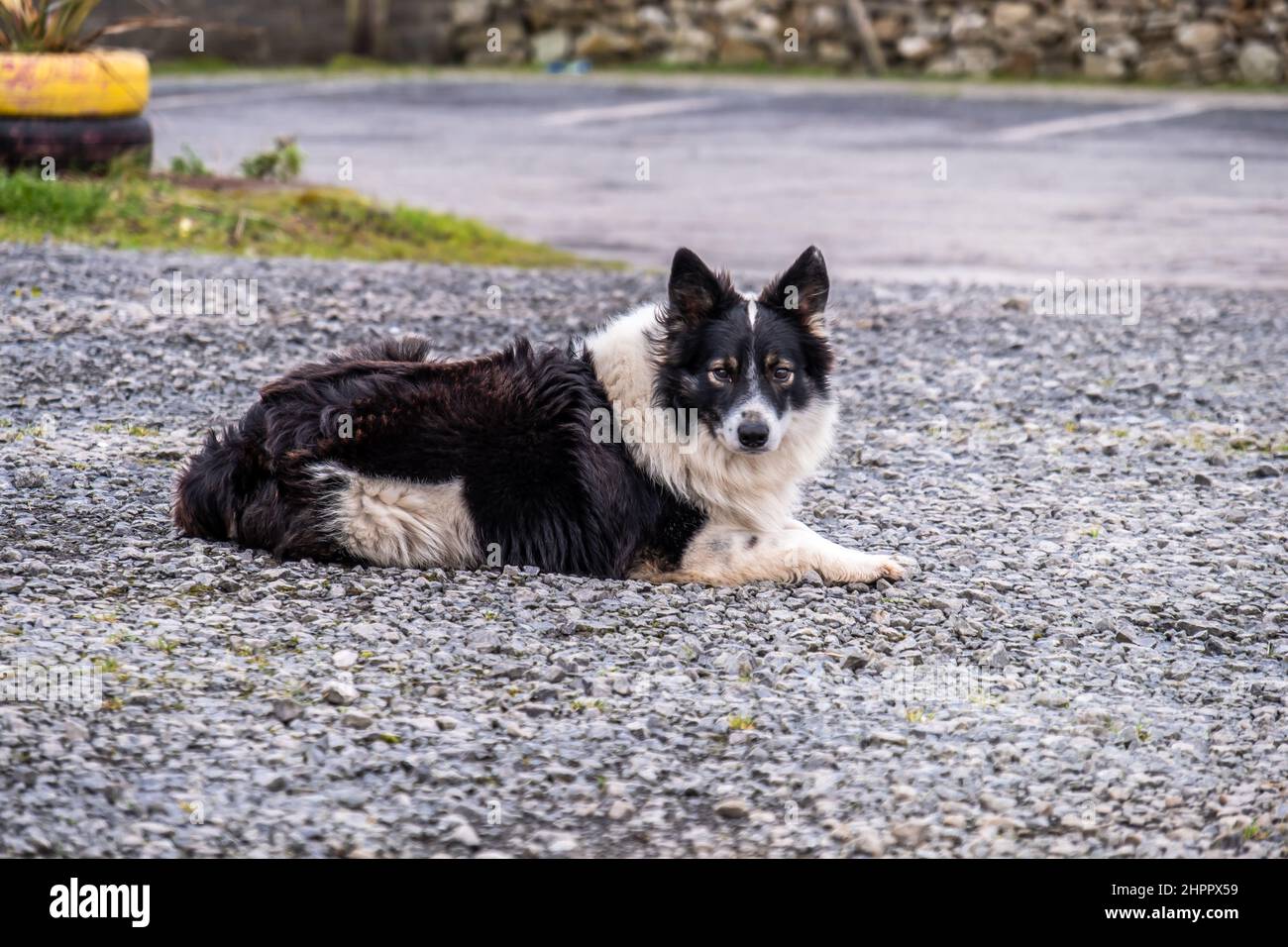 Border collie resting in front of a castle in Ireland Stock Photo - Alamy