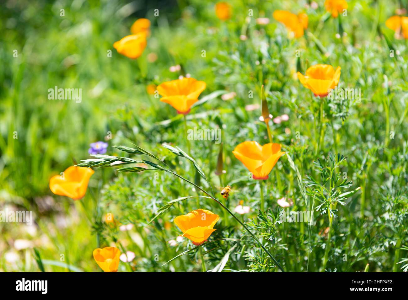 Welsh poppies orange hi-res stock photography and images - Alamy