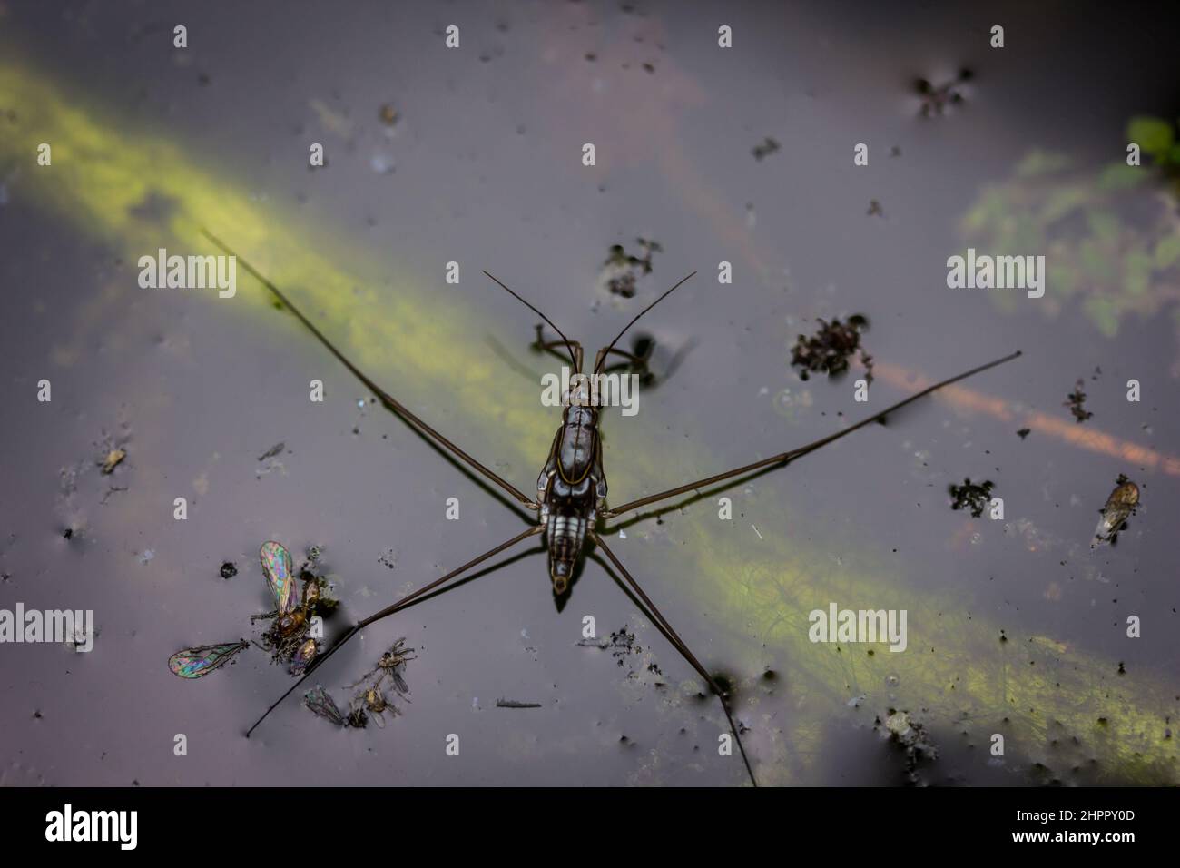 Spider on a pond hi-res stock photography and images - Alamy