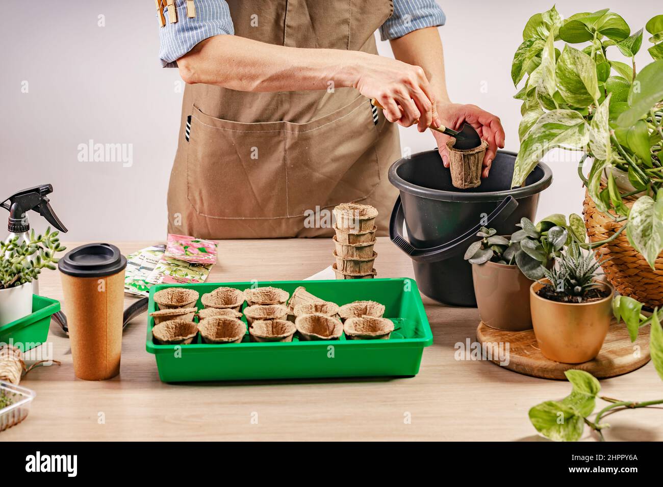 Women's hands fill peat pots for plants with soil. Process of ...