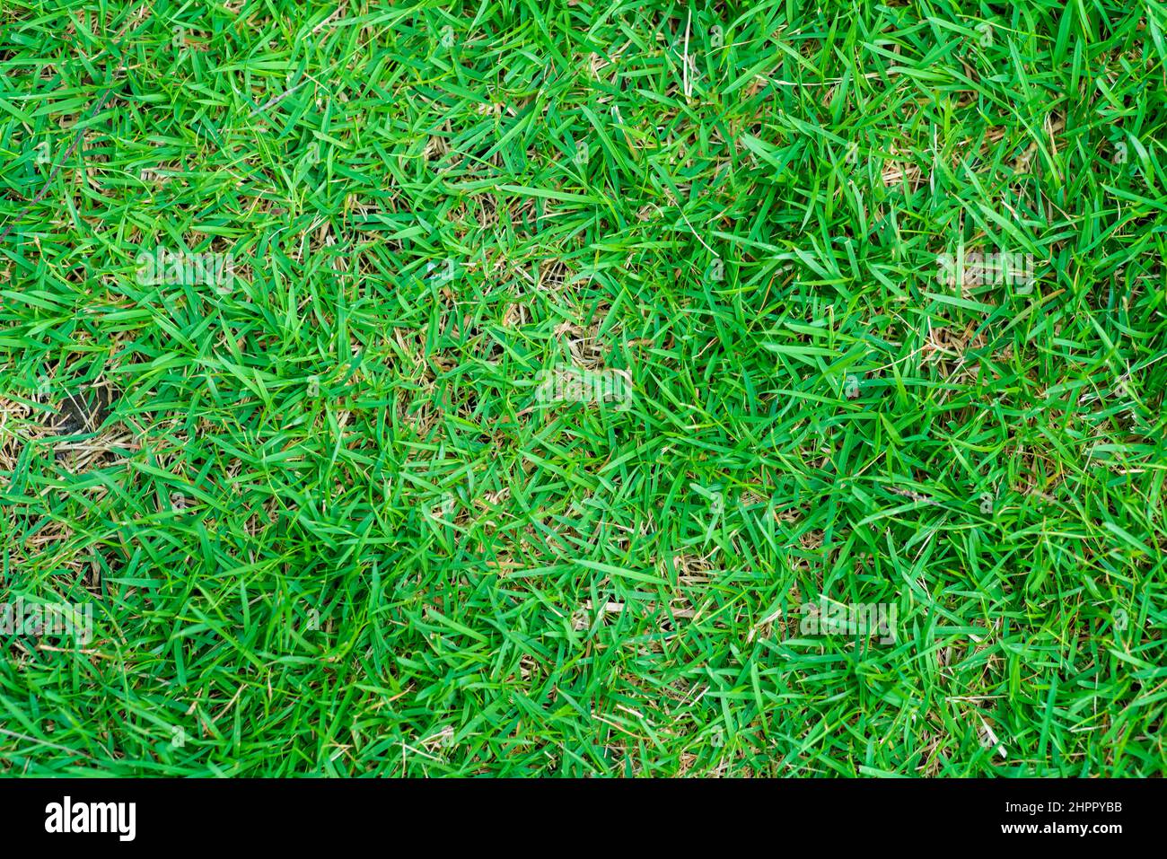 Green grass background nature texture, decoration object Stock Photo ...