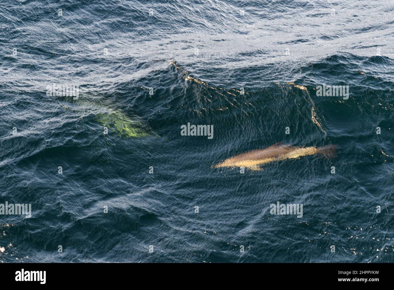 Dolphins swimming in deep blue sea under water - aerial view Stock ...