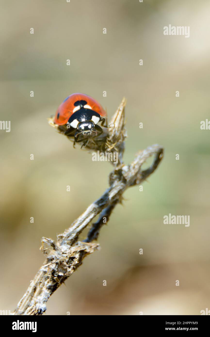 Seven-spot ladybird Coccinella septempunctata on top of dry thorn Stock ...