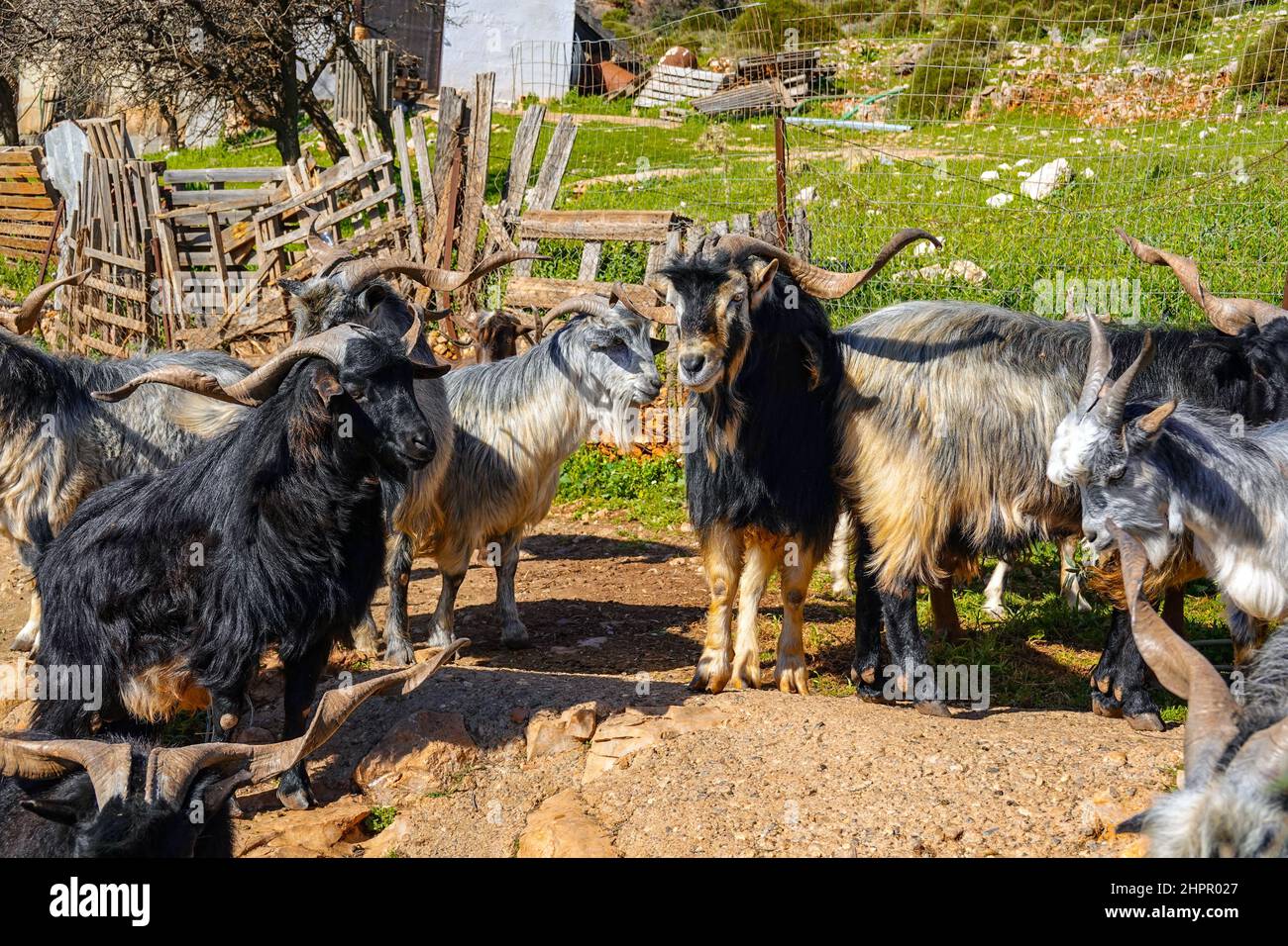 Leonidio, town in the Arcadia region of the Peleponnese area, Greece ...