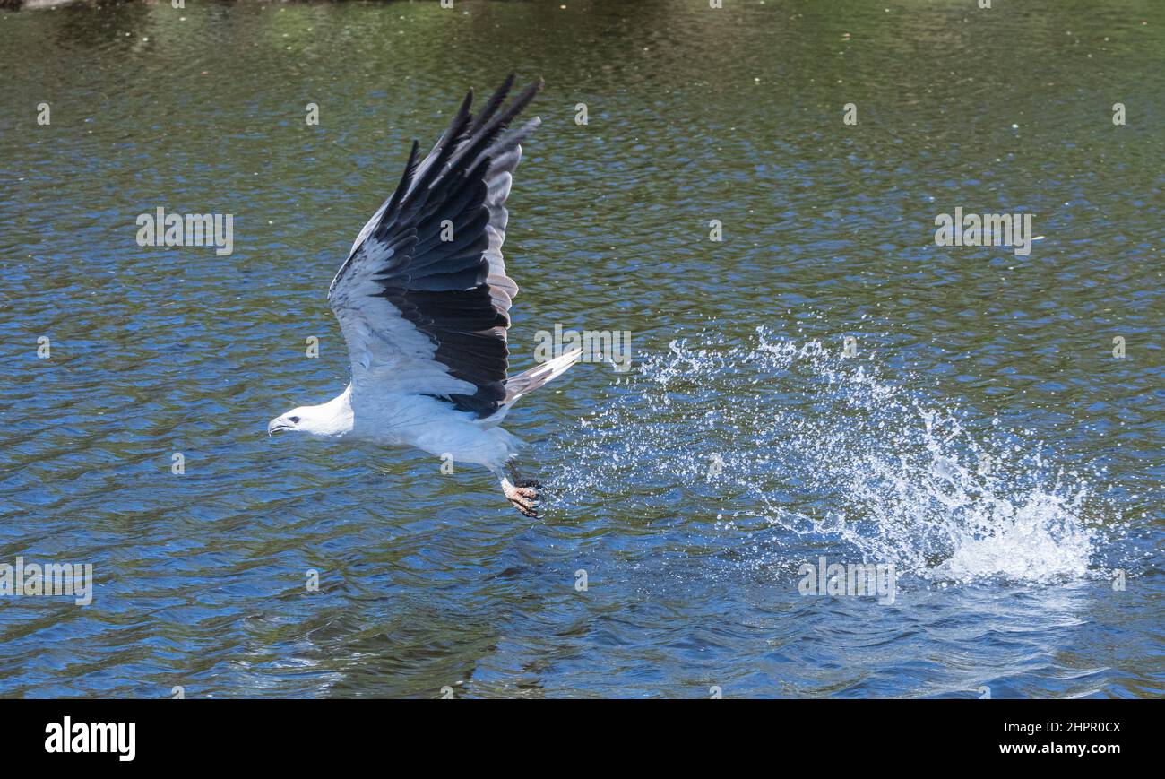 White-bellied Sea-eagle (Haliaeetus leucogaster) swooping for fish ...