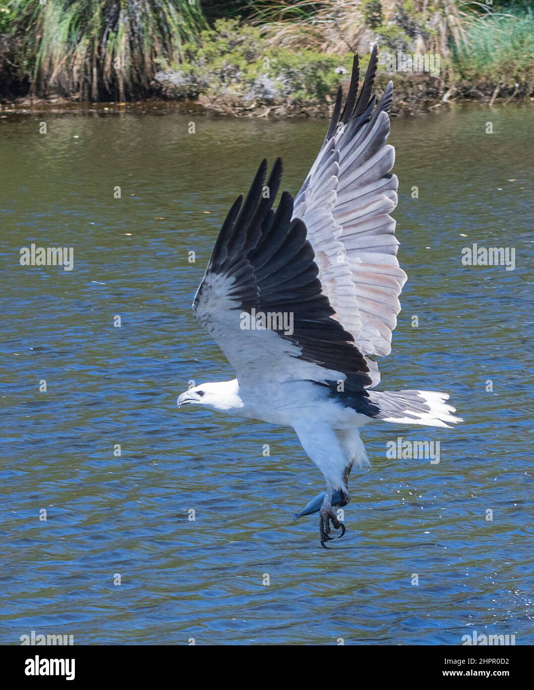 Australian fish eagle hi-res stock photography and images - Alamy