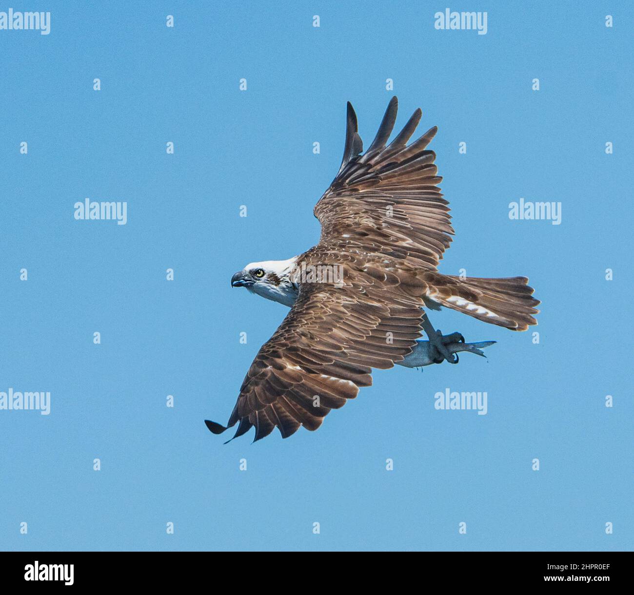 Eastern osprey hi-res stock photography and images - Alamy