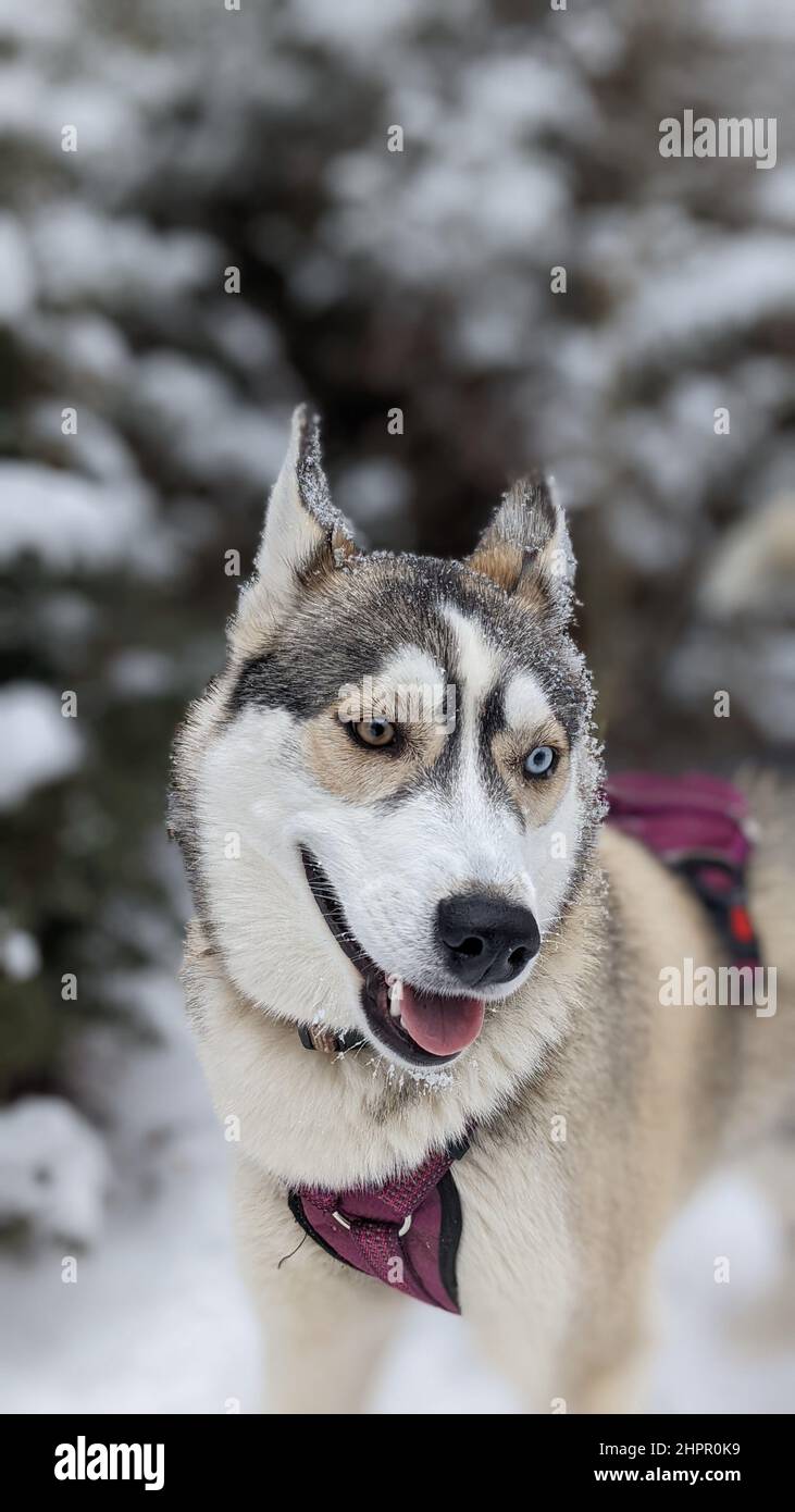 One year old Siberian Husky in a snowy field Stock Photo - Alamy