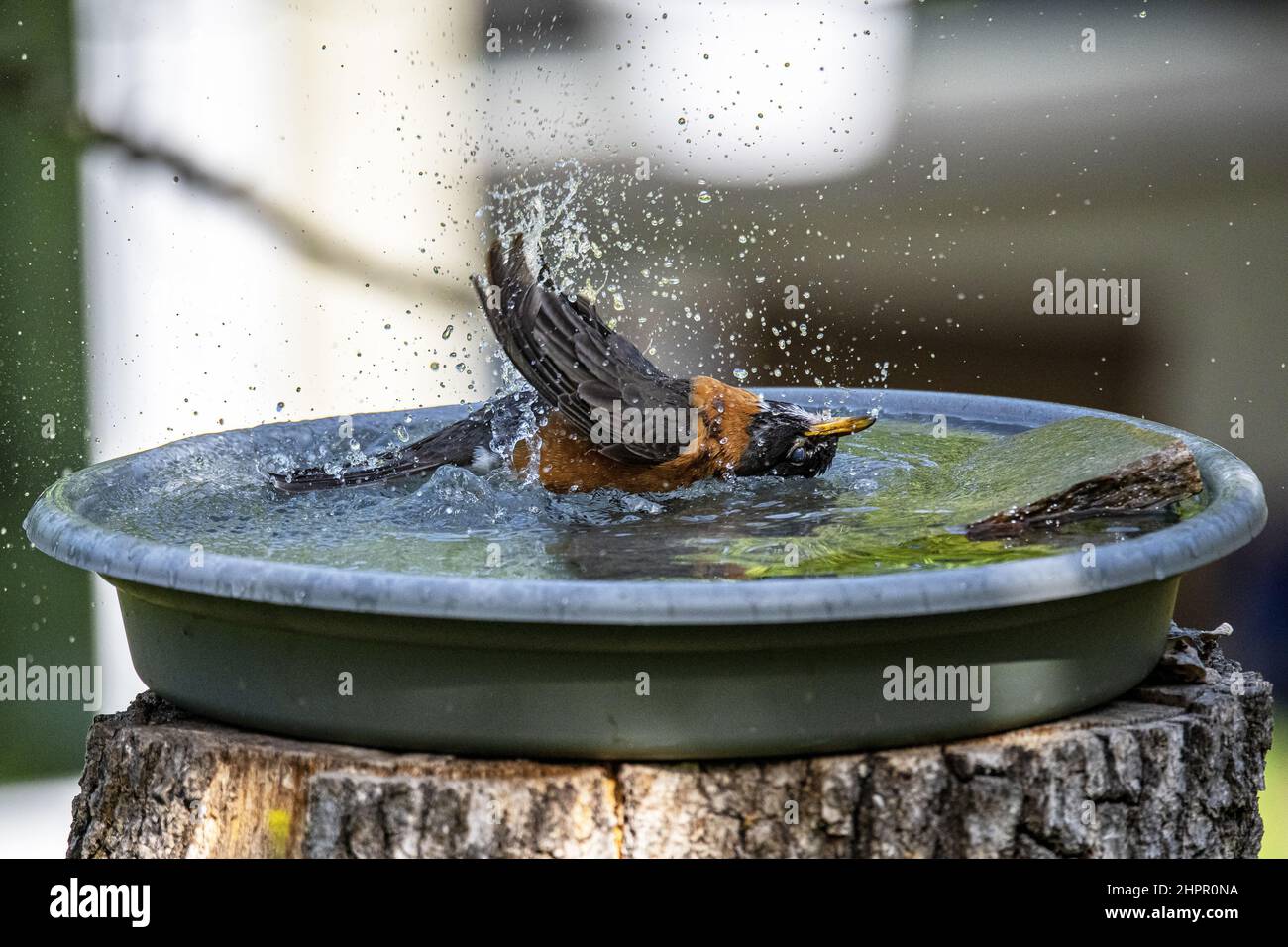 Closeup of a Robin bird taking a bath in a tiny bowl splashing water ...