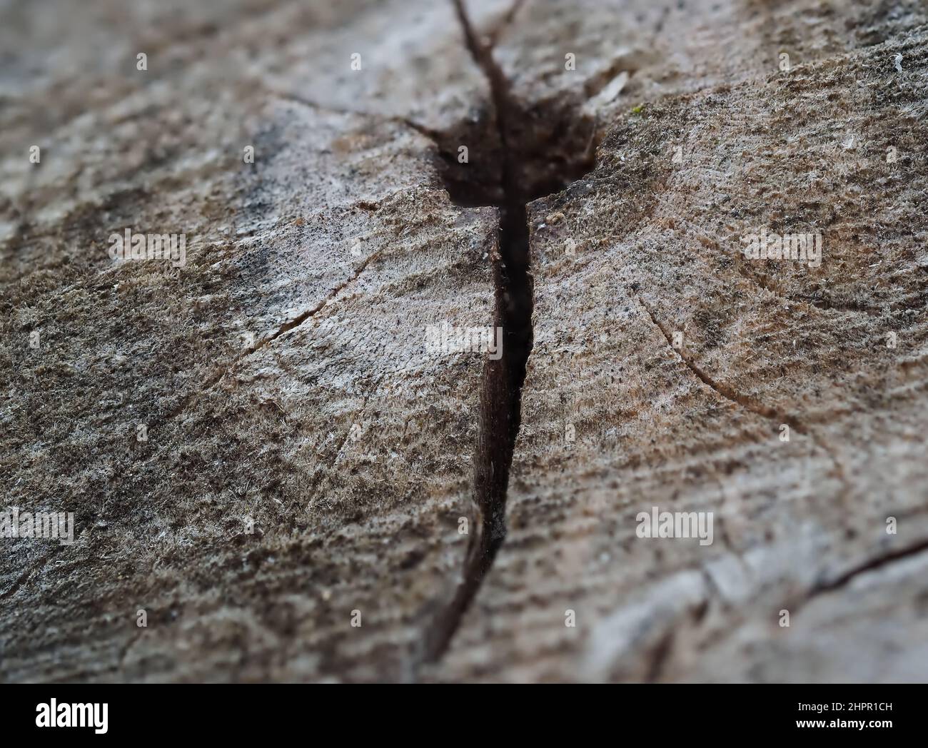 Close-up of a tree stump in section, with growth rings and cracks ...