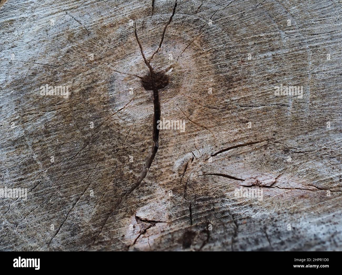 Close-up of a tree stump in section, with growth rings and cracks ...